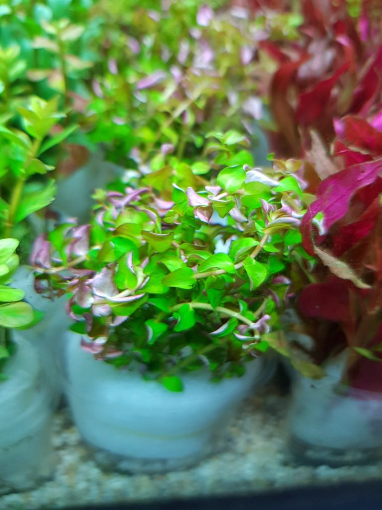 CÂY ROTALA PEARL